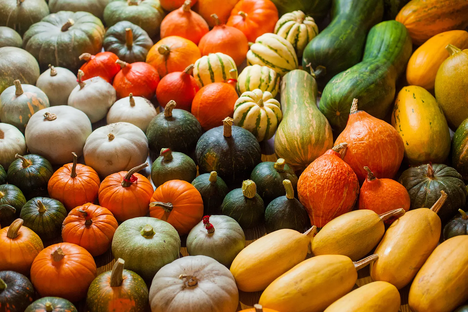 3 Best Autumn Squashes to Elevate Your Thanksgiving - Caroline's Fine Food